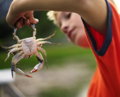 What's the Difference Between Jumbo Lump and Backfin Crab Meat?
